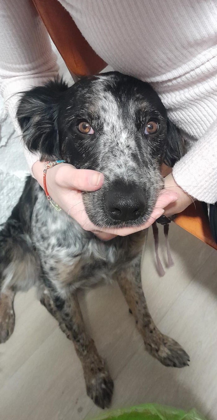 Photos de chiens croisés